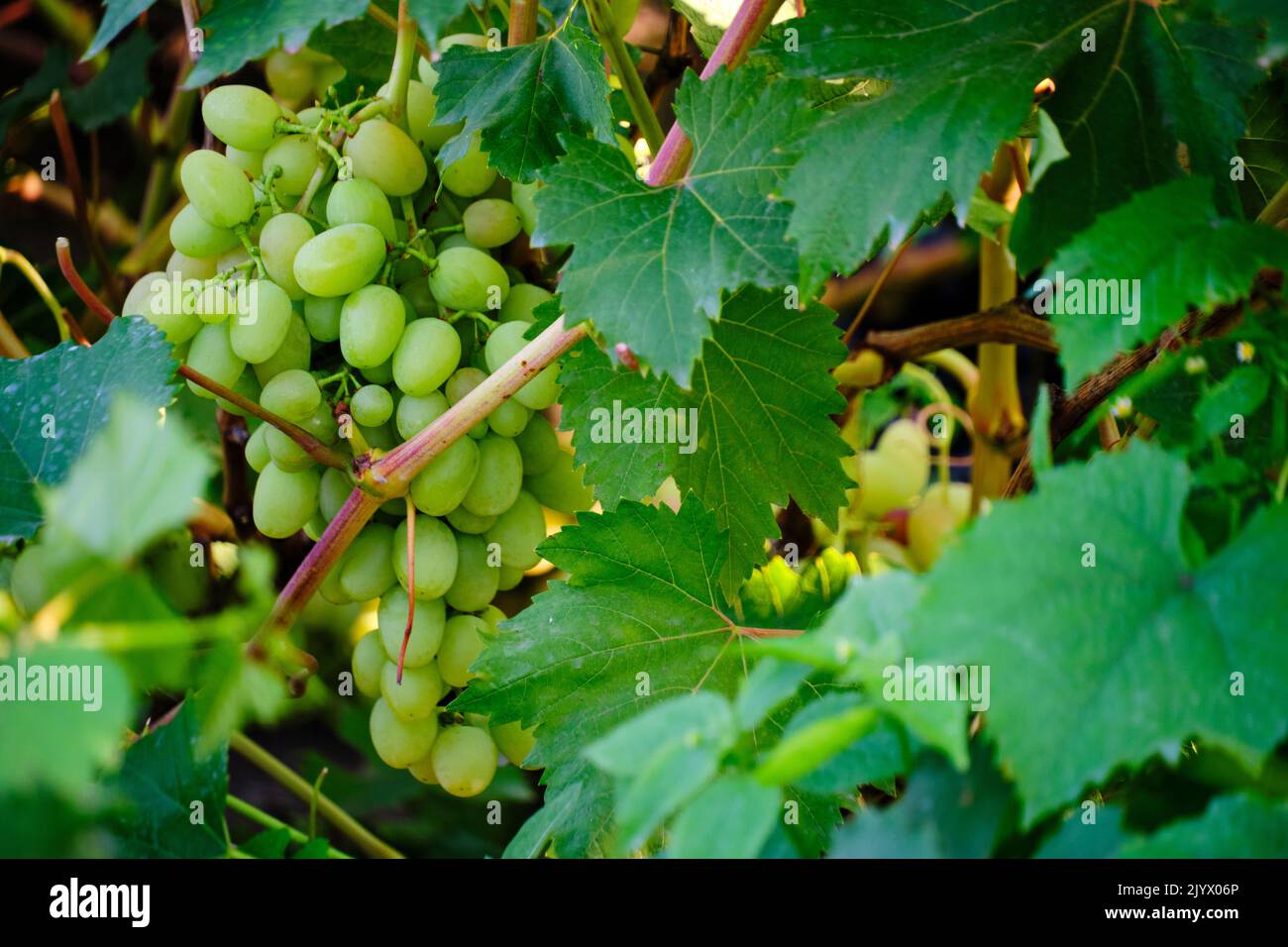 Bunch ripe green grapes, food and fruit Stock Photo - Alamy