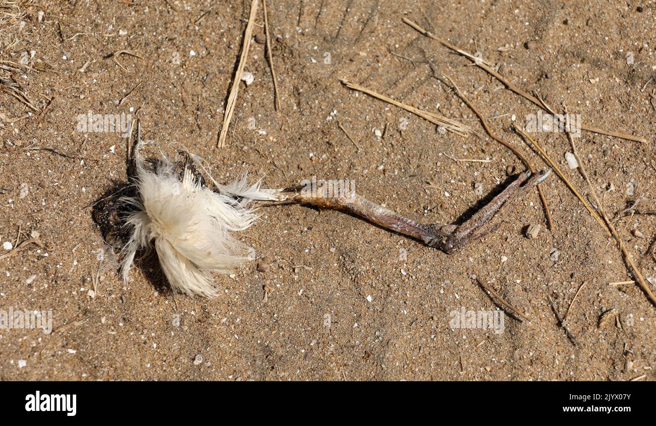 Dead bird on the ground Stock Photo - Alamy