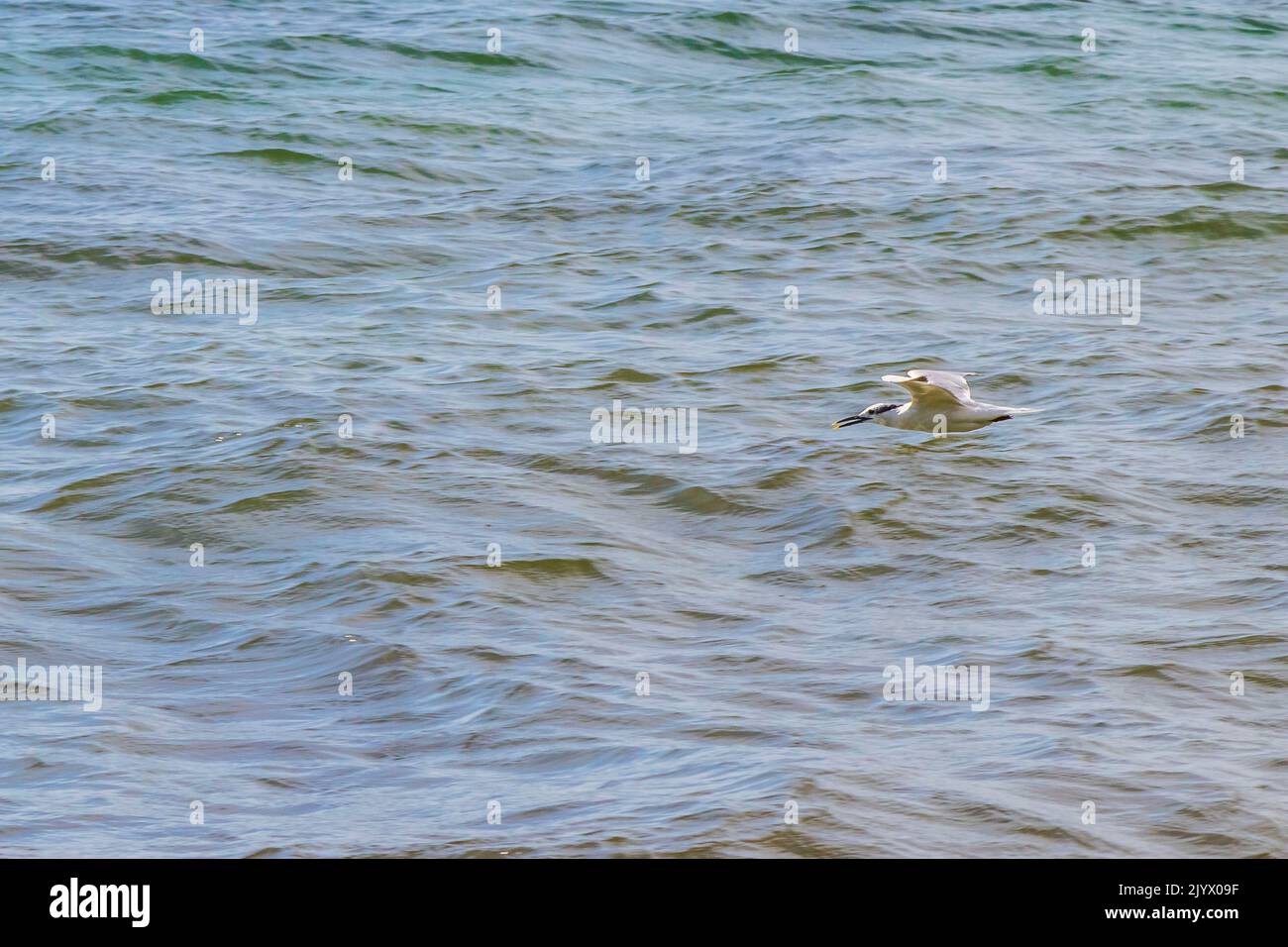 Flying seagull bird is catching food out of the water with blue sky ...