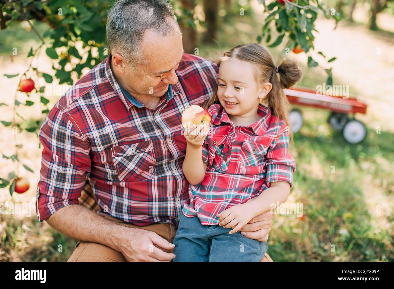 grandfather with granddaughter harvesting fresh red apple on huge ...