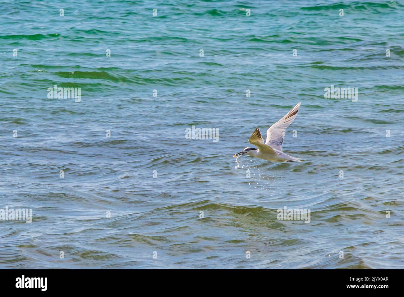 Flying seagull bird is catching food out of the water in Playa del ...