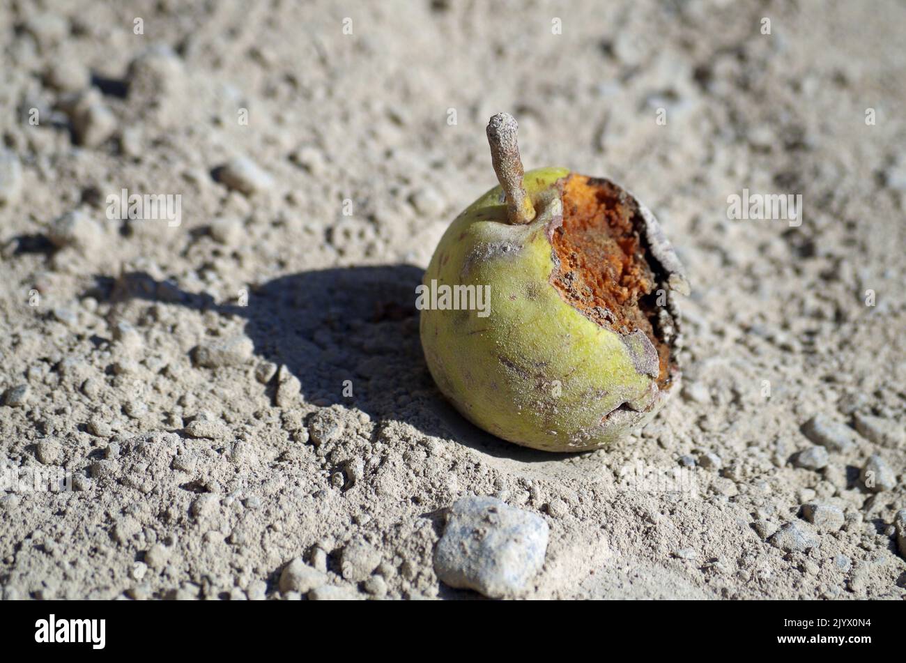 Staubiger apfel hi-res stock photography and images - Alamy