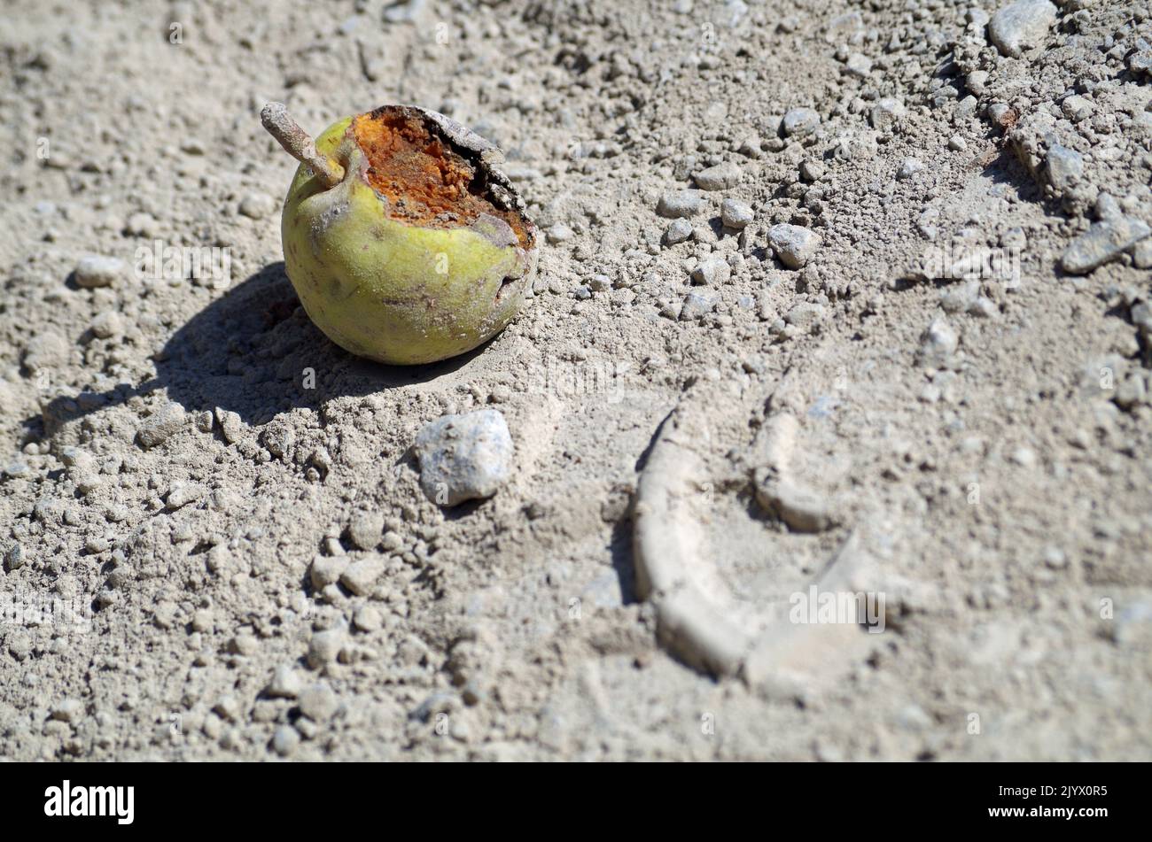 Throwing apple hi-res stock photography and images - Alamy