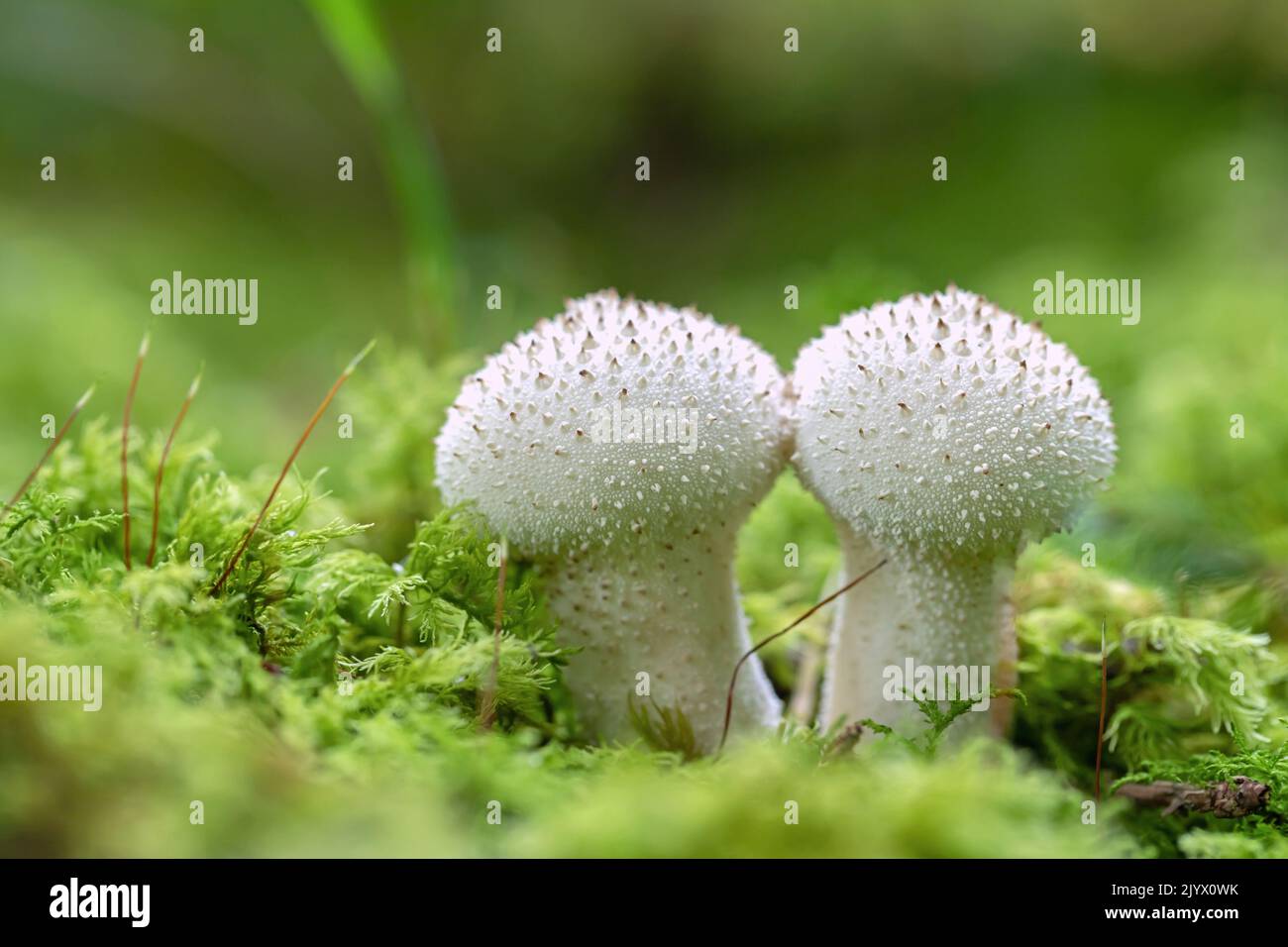 Devil's snuff box, puffball mushroom ( Lycoperdon perlatum Stock Photo ...