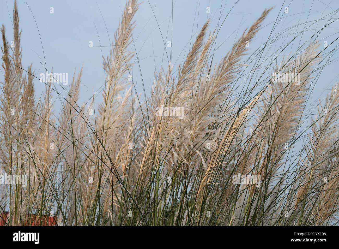 Kaash ful, Saccharum spontaneum is a seasonal flower which blooms in ...