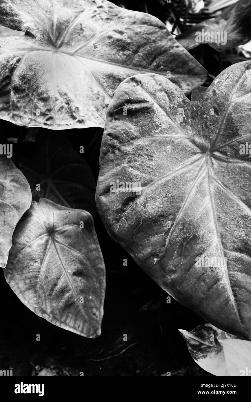 Tropic leaves design Black and White Stock Photos & Images - Alamy