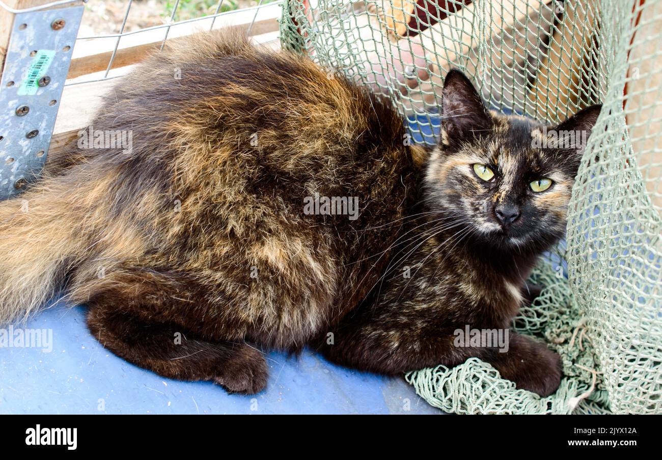 Kitty behind bars hi-res stock photography and images - Alamy