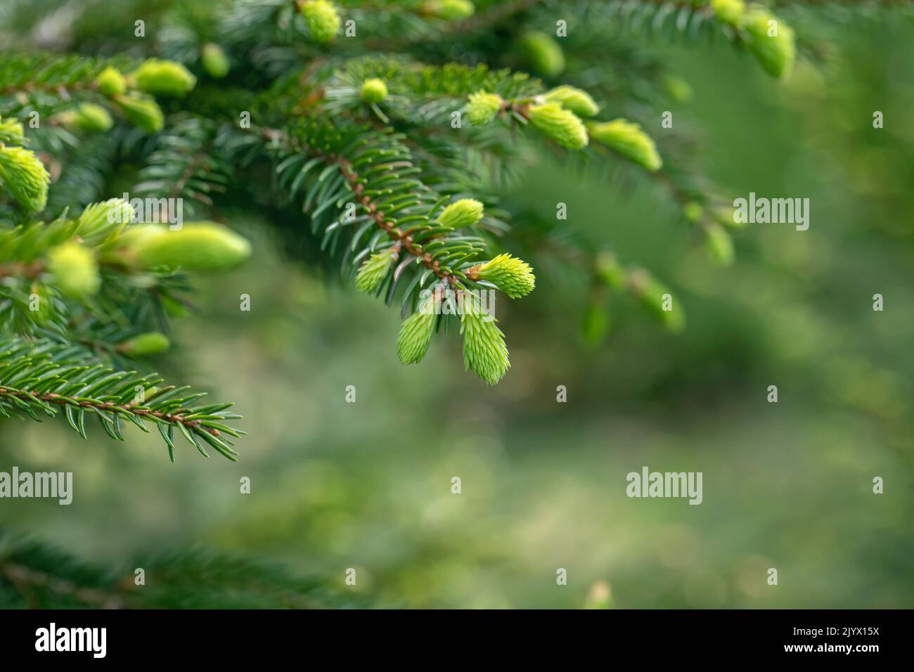 Fresh shoots of a spruce tree (Genus Picea Stock Photo - Alamy