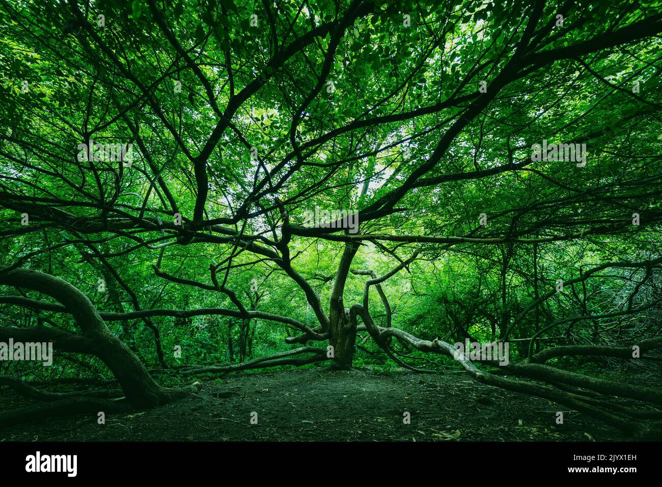 Crooked forest germany hi-res stock photography and images - Alamy