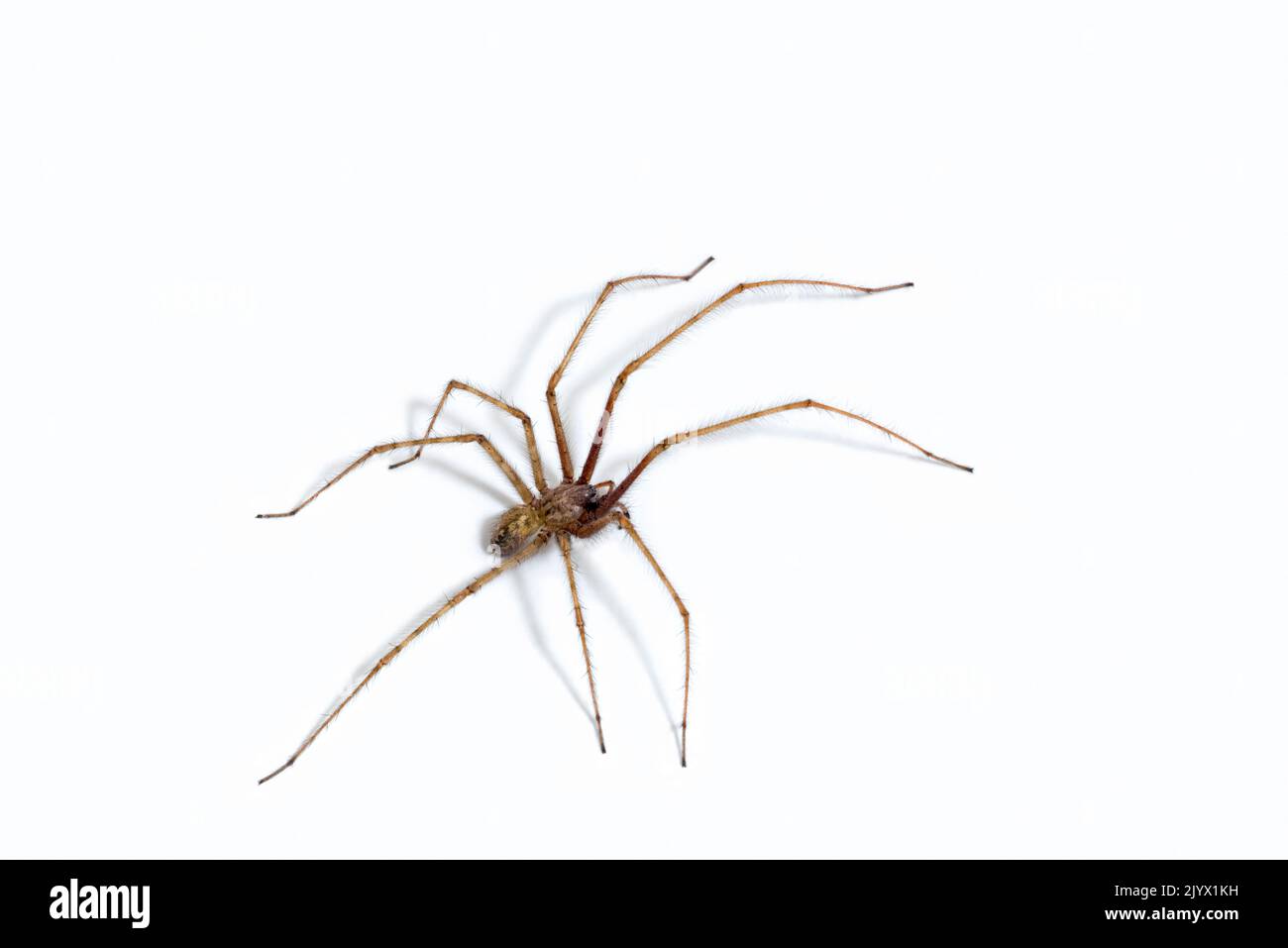 Giant house spider (Eratigena atrica / Tegenaria atrica) trapped in ...