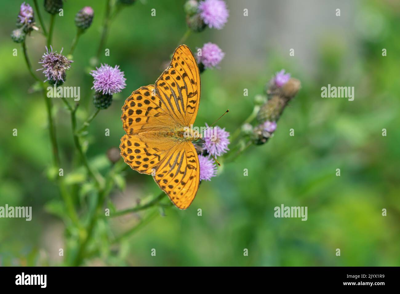 Silver-washed fritillary butterfly (Argynnis paphia Stock Photo - Alamy