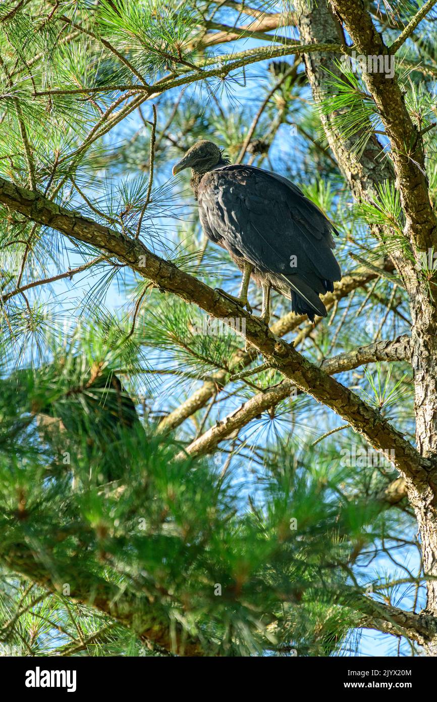 Black Vulture overhead in tree in Delmarva Stock Photo - Alamy