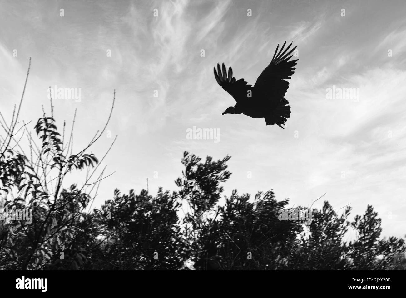 Black Vulture flying to roost in Cape Charles, Virginia Stock Photo - Alamy