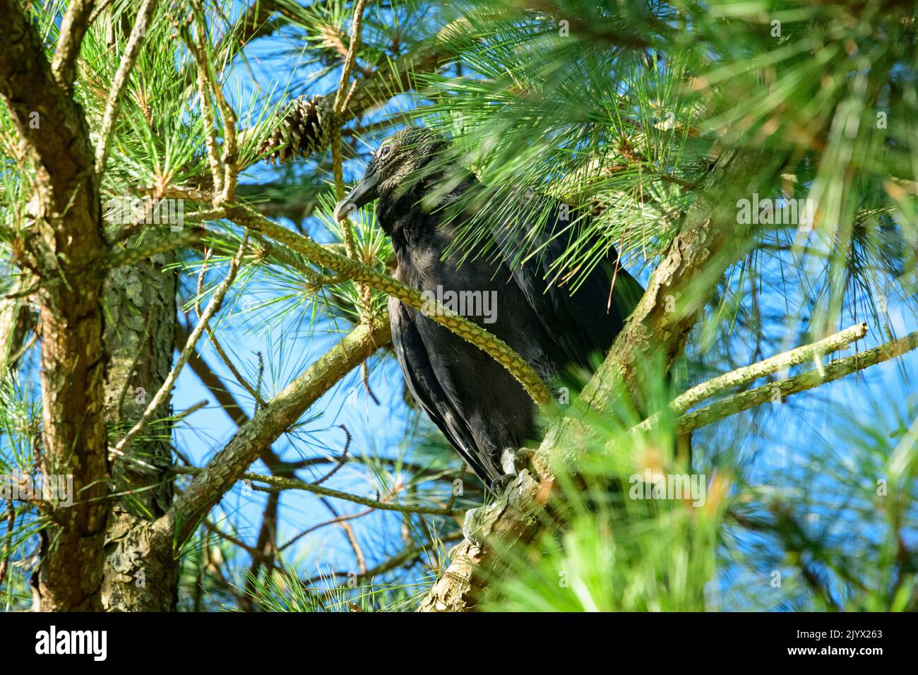 Black Vulture overhead in tree in Delmarva Stock Photo - Alamy