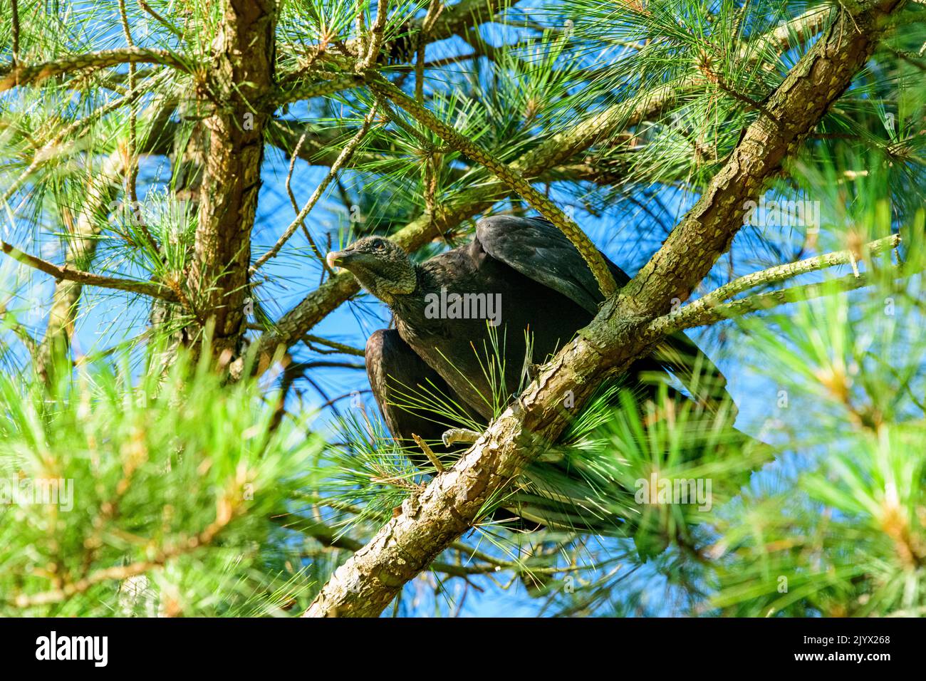 Black Vulture overhead in tree in Delmarva Stock Photo - Alamy