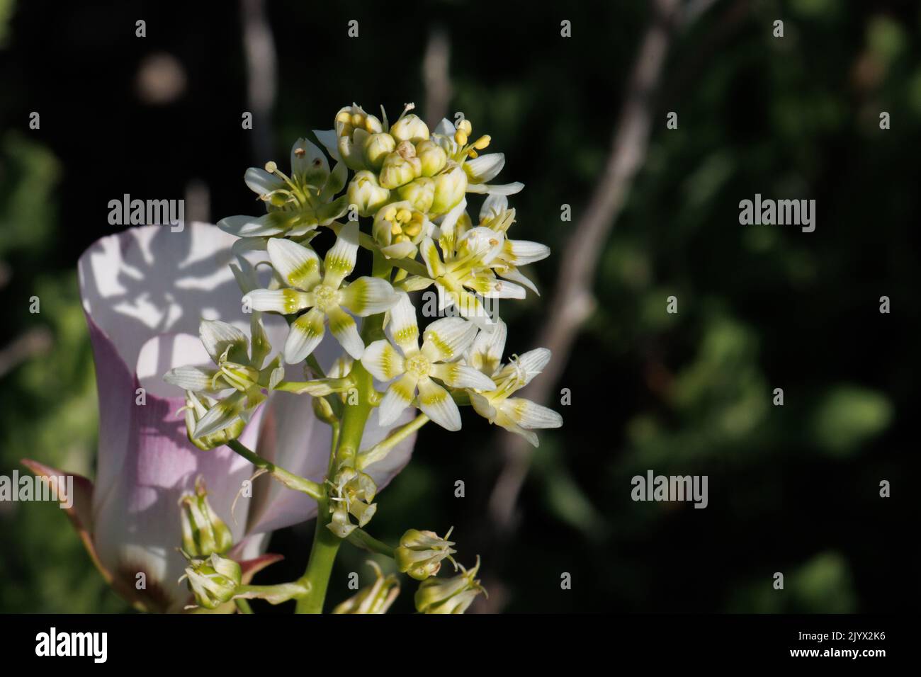 White flowering terminal indeterminate raceme inflorescence of ...