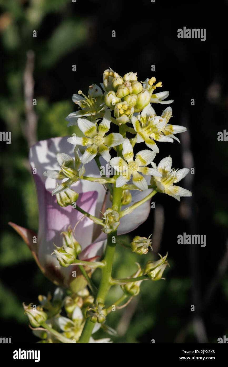 White flowering terminal indeterminate raceme inflorescence of ...