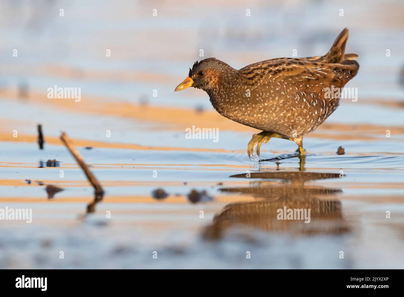 Spotted Crake - Porzana porzana - at the wetland, Marche, Italy Stock ...