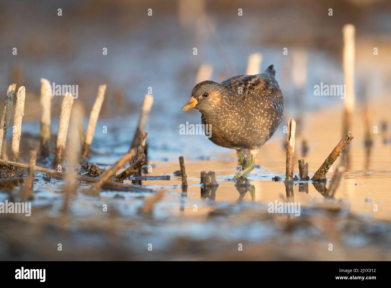 Spotted Crake - Porzana porzana - at the wetland, Marche, Italy Stock ...