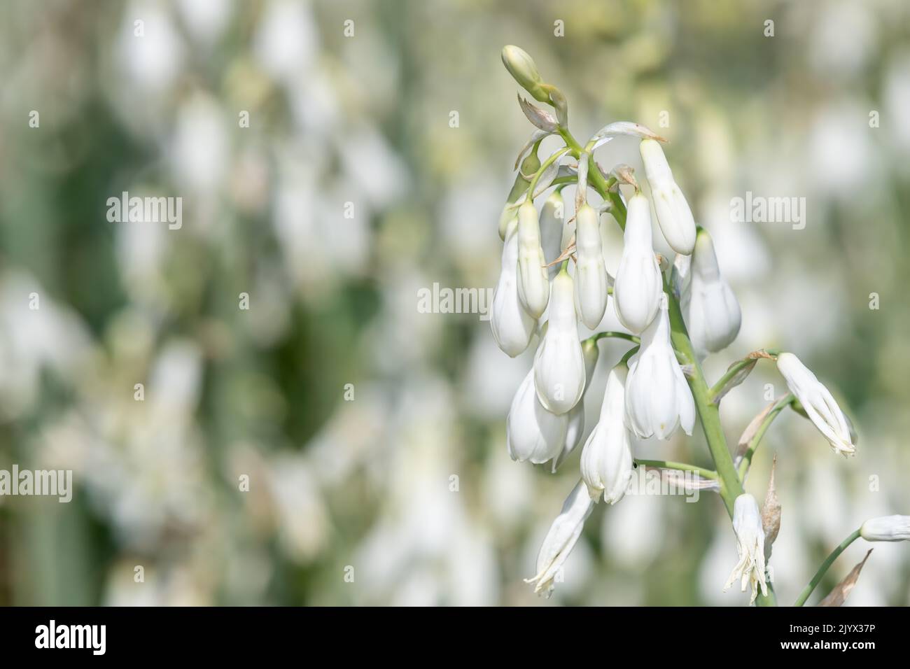 Close up of summer hyacinth (galtonia candicans) flowers in bloom Stock ...
