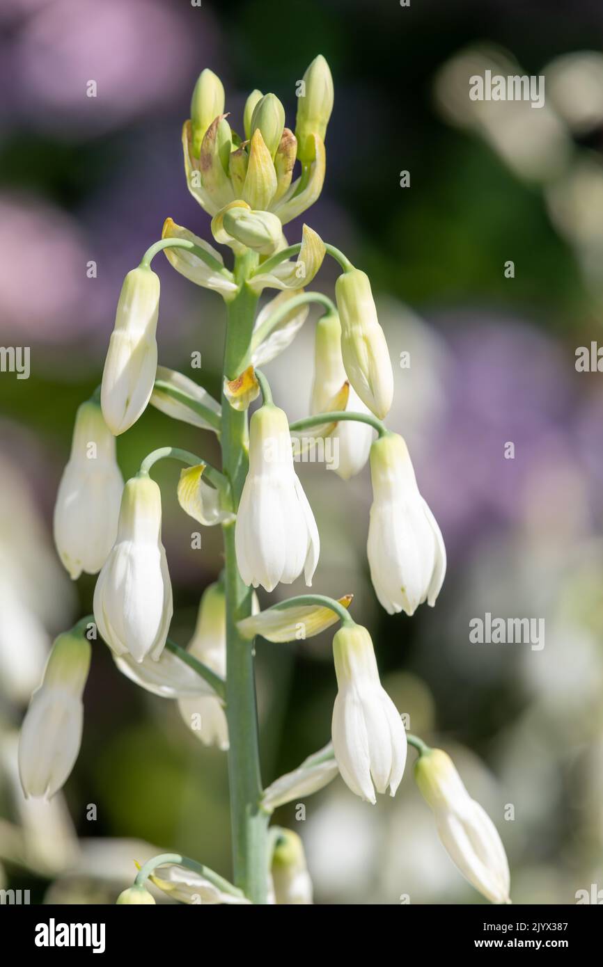 Close up of summer hyacinth (galtonia candicans) flowers in bloom Stock ...
