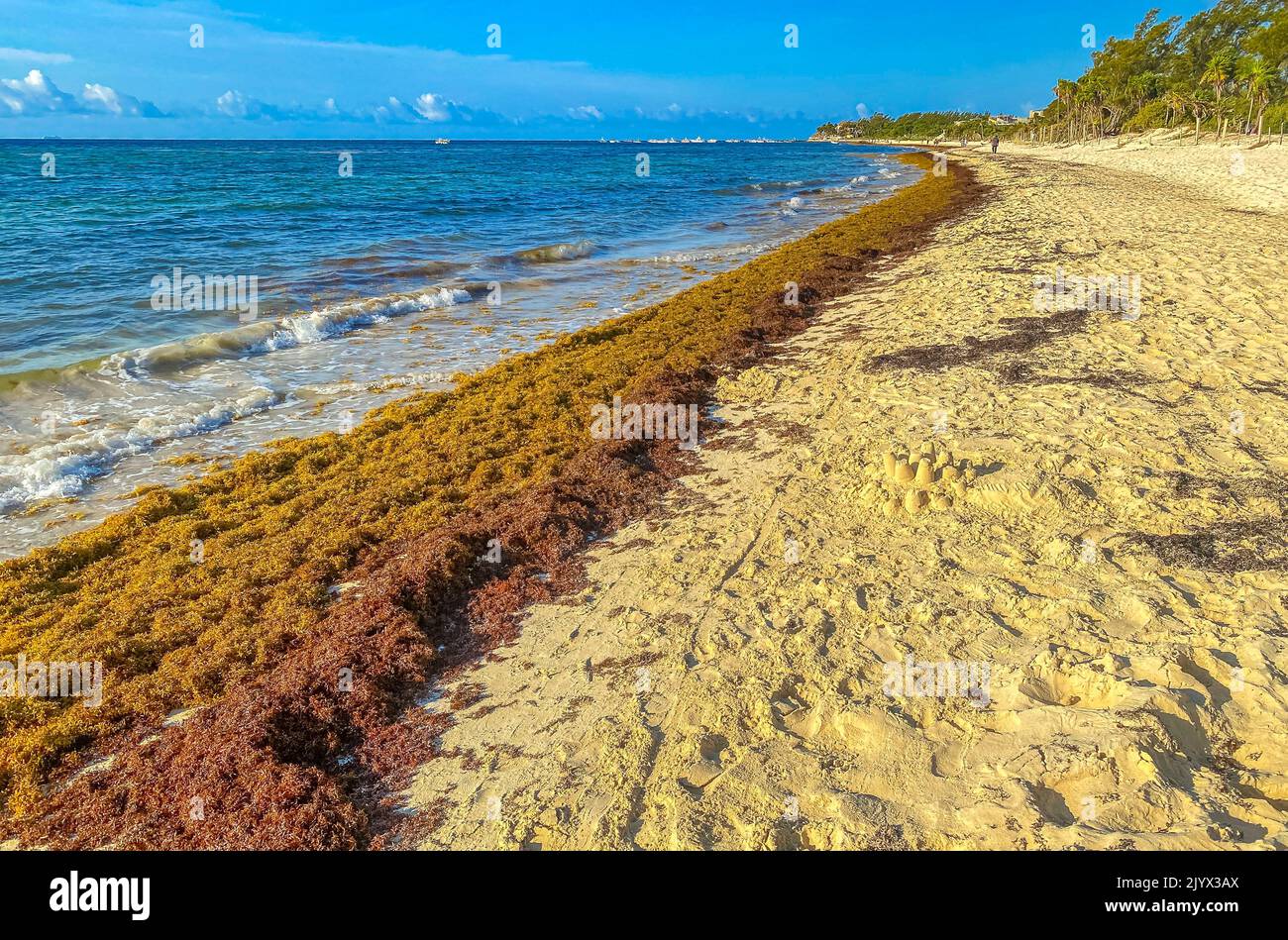 Tropical mexican beach landscape panorama with clear turquoise blue ...