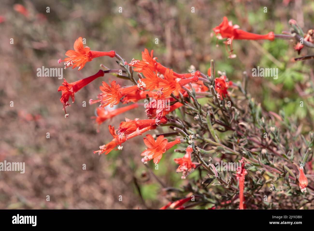Close up of California fuchsia (epilobium canum) flowers in bloom Stock ...