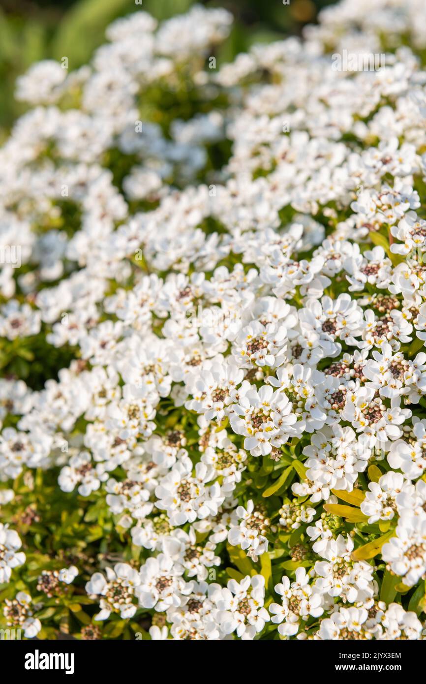 Evergreen candytuft iberis sempervirens flowers hi-res stock ...