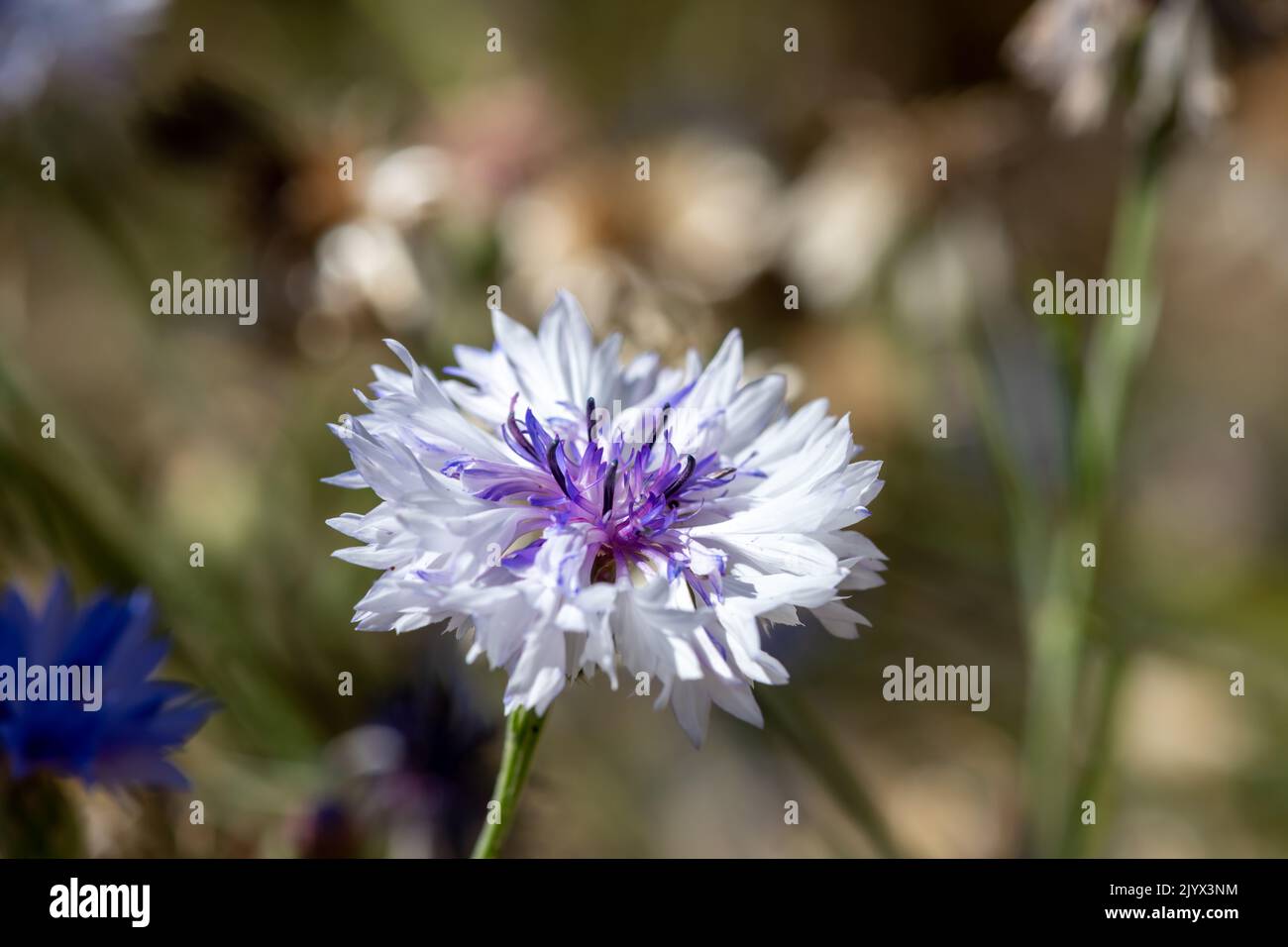 Close up of a white cornflower (centaurea cyanus) in bloom Stock Photo ...