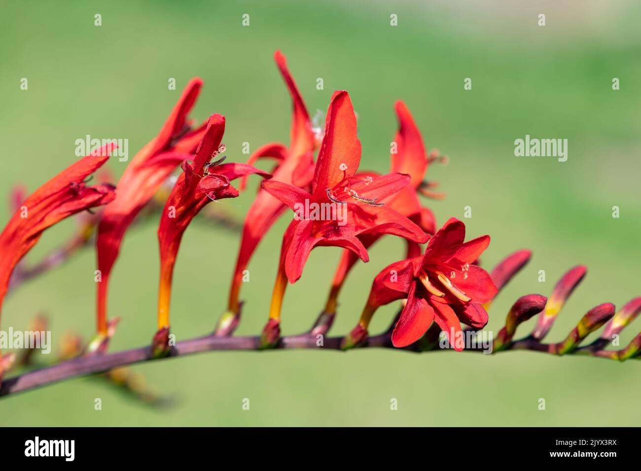 Close up of a crocosmia paniculata flower in bloom Stock Photo - Alamy