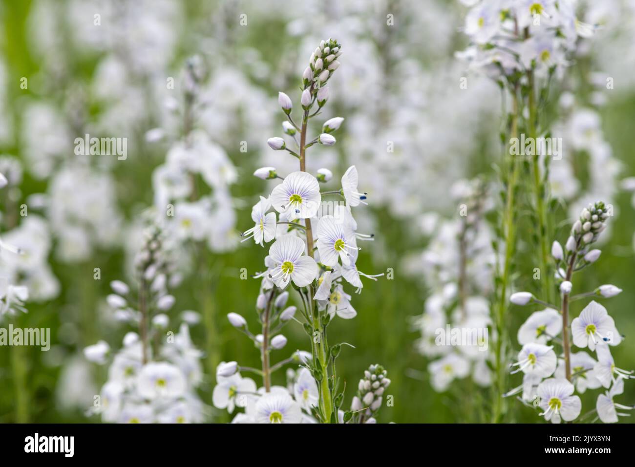 Gentian speedwell (veronica gentianoides) flowers in bloom Stock Photo ...
