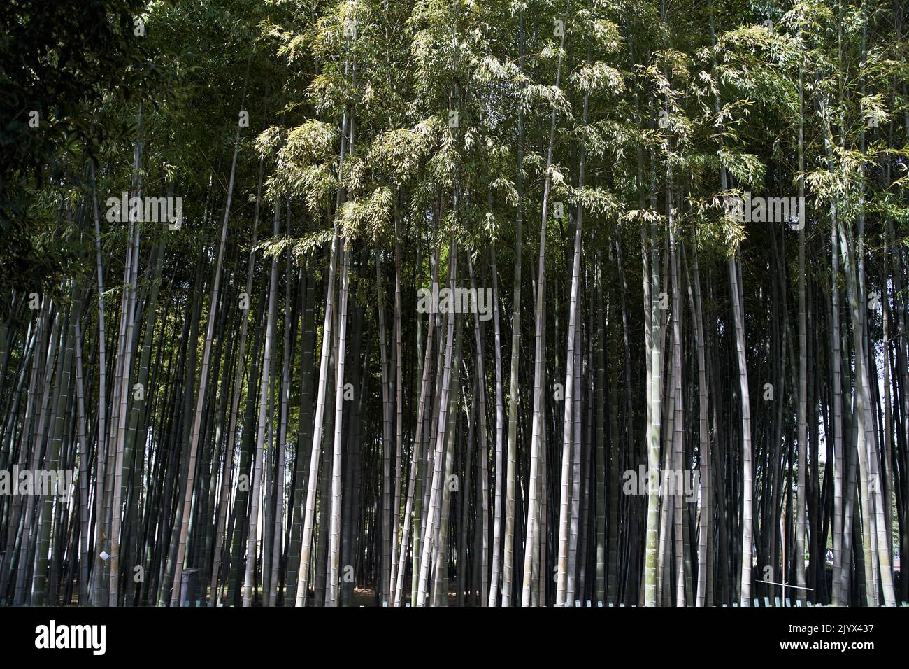 A dense bamboo garden. Grey Bamboo Trees Stock Photo - Alamy