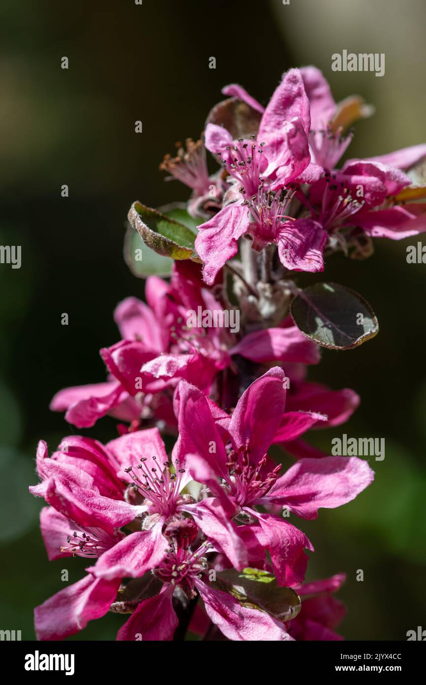 Close up of purple crab apple (malus purpurea) blossom Stock Photo - Alamy