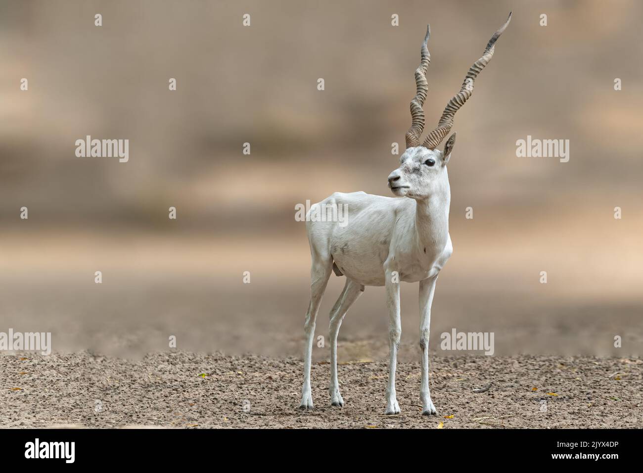 A White Buck standing alone in forest looking away Stock Photo - Alamy