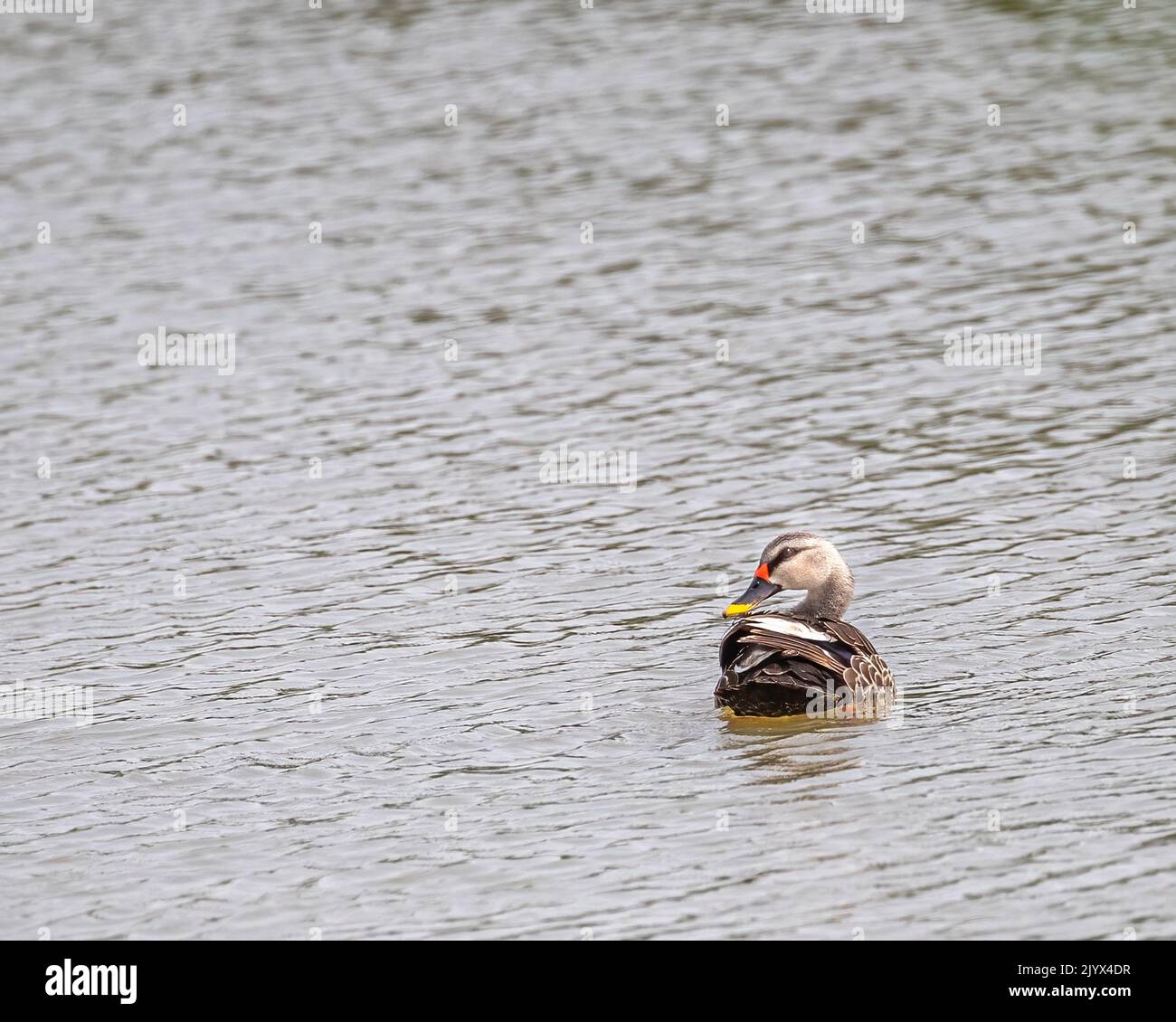 A Spot billed Duck swimming in a pond looking back Stock Photo - Alamy