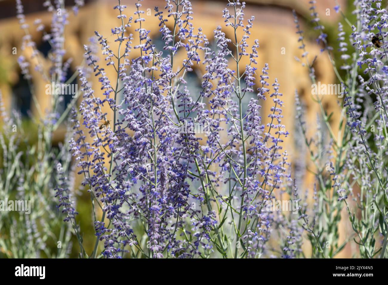 Close up of Russian sage (salvia yangii) flowers in bloom Stock Photo ...