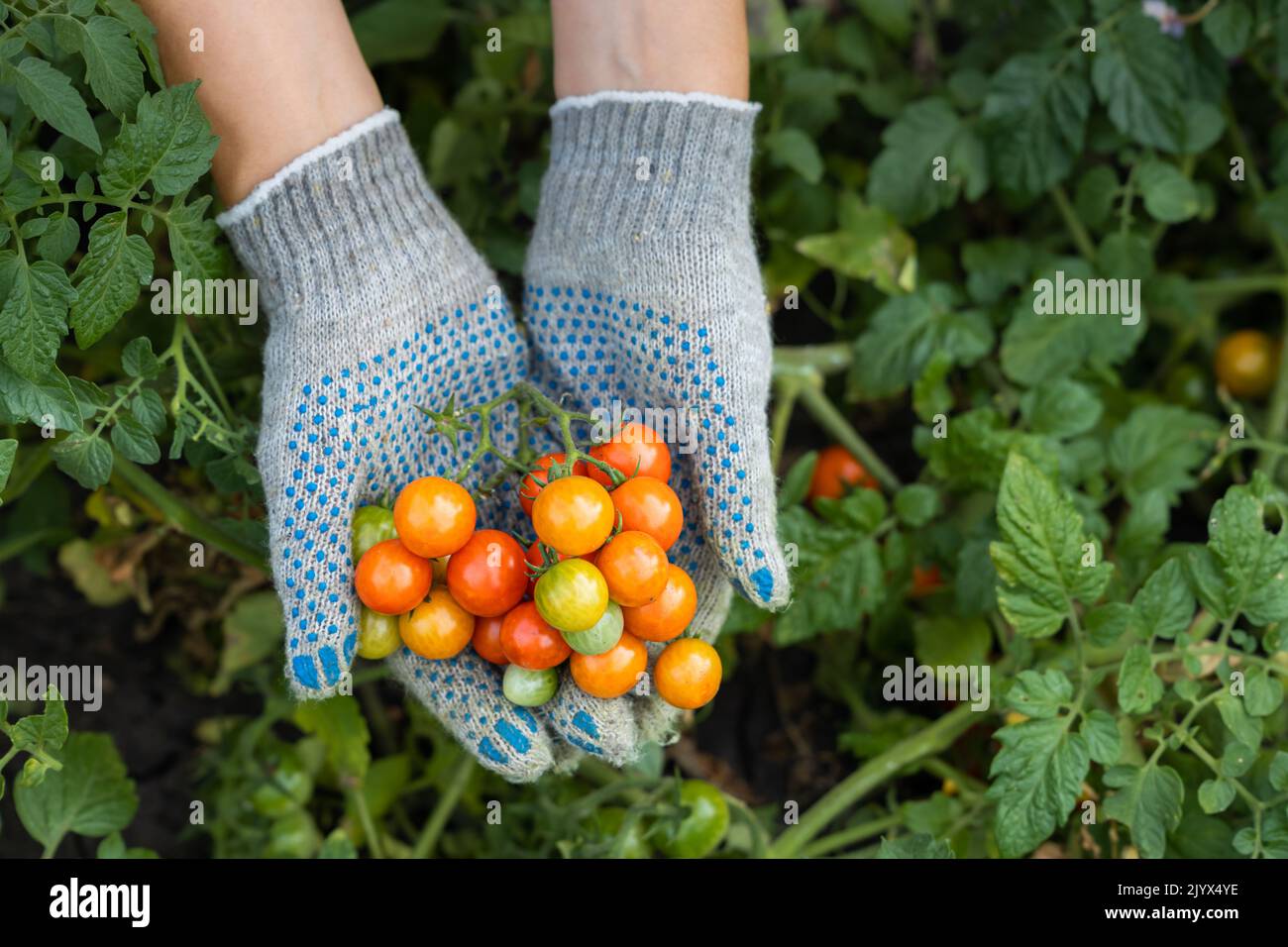 farmer holding fresh cherry tomatoes in hand. Red cherry tomato lies in the hand. Red cherry ...