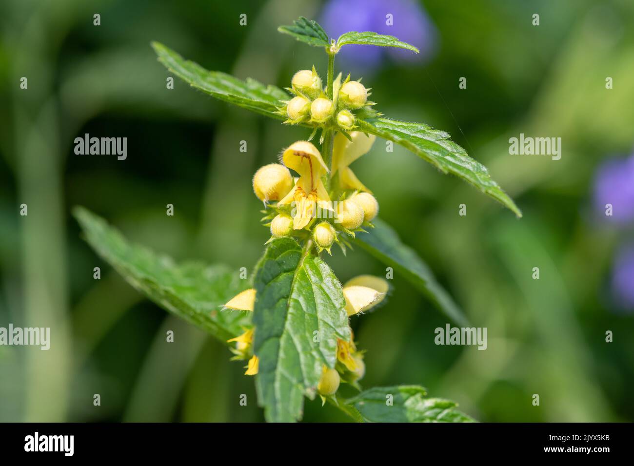 Close up of a yellow archangel (lamium galeobdolon) plant in bloom ...