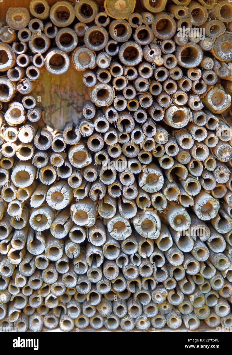 Texture of twigs of trees. Close up of wall made from various tree ...