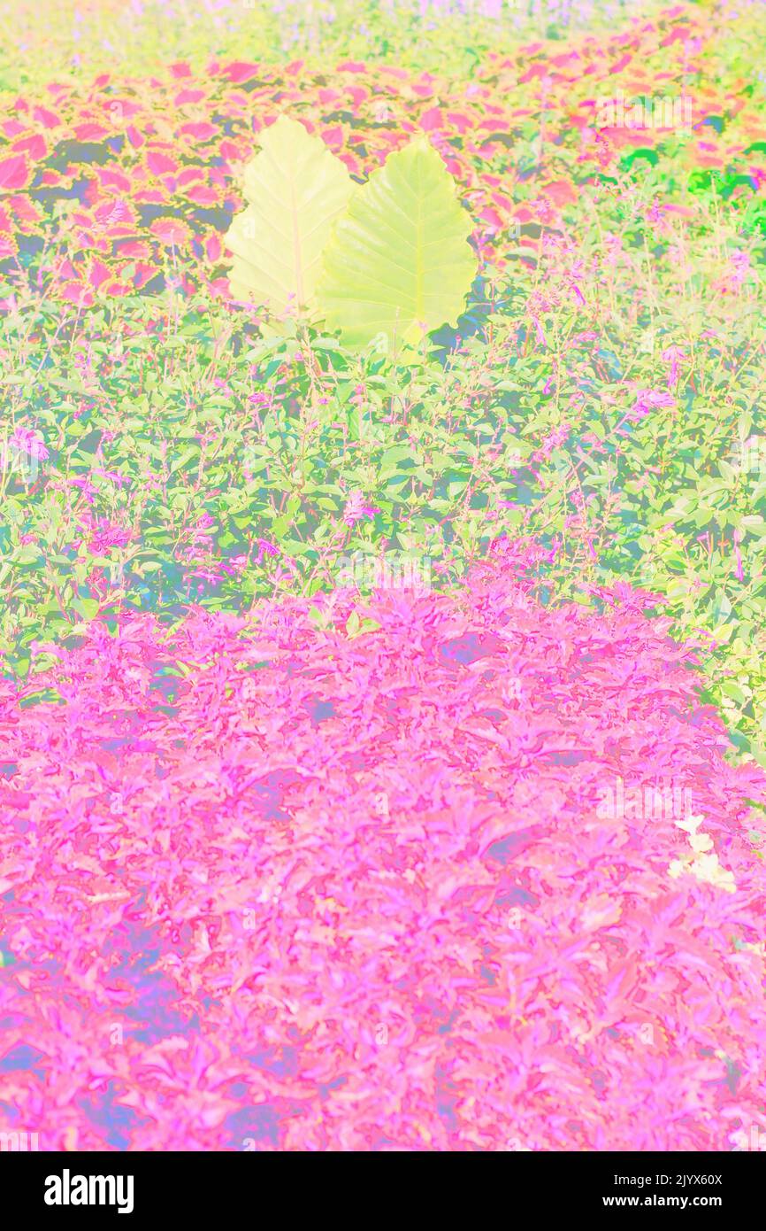 Beautiful colorful leafy plants growing in the flower meadow in a ...