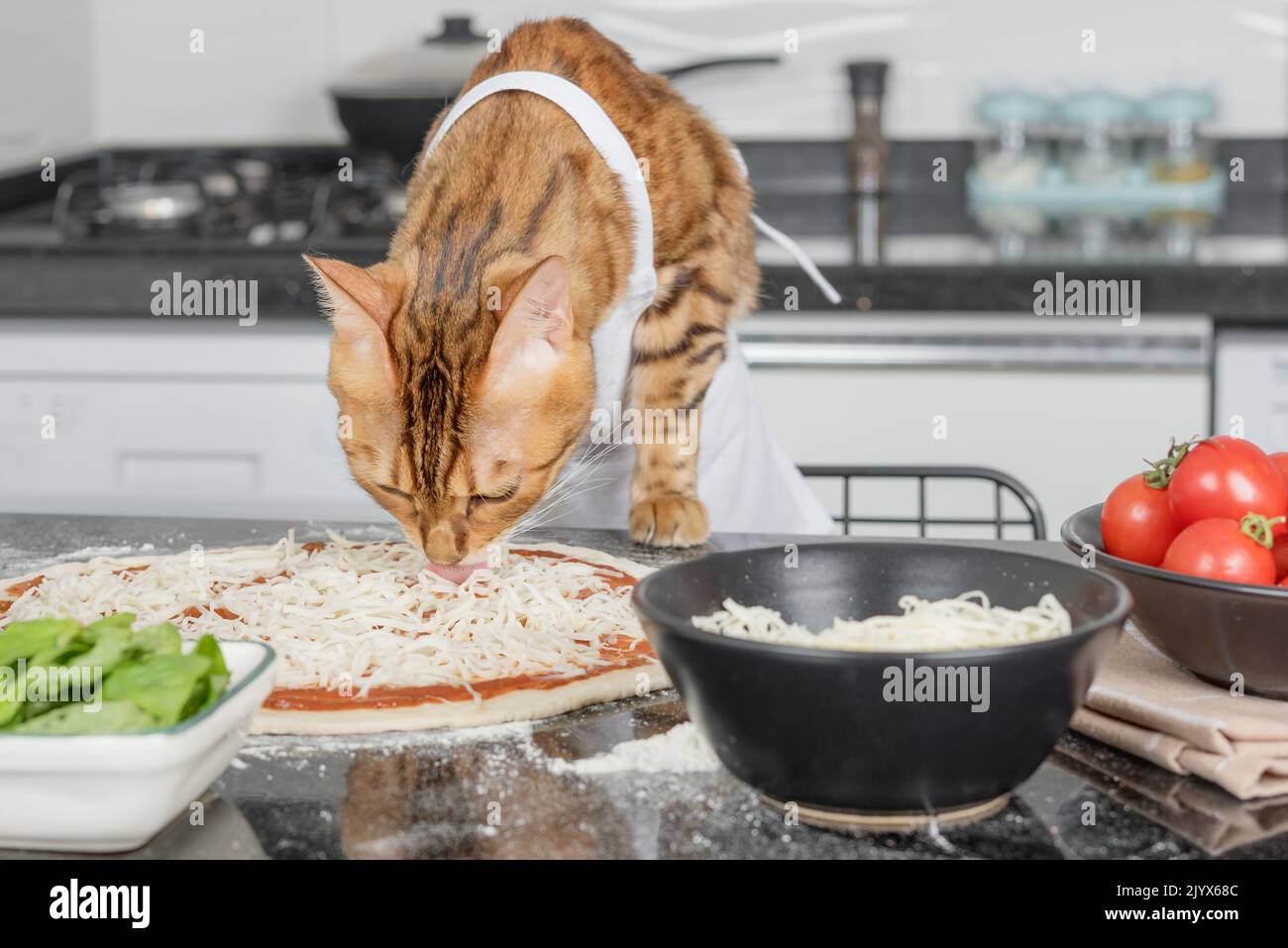 A cat dressed as a chef prepares Margherita pizza in the kitchen Stock ...