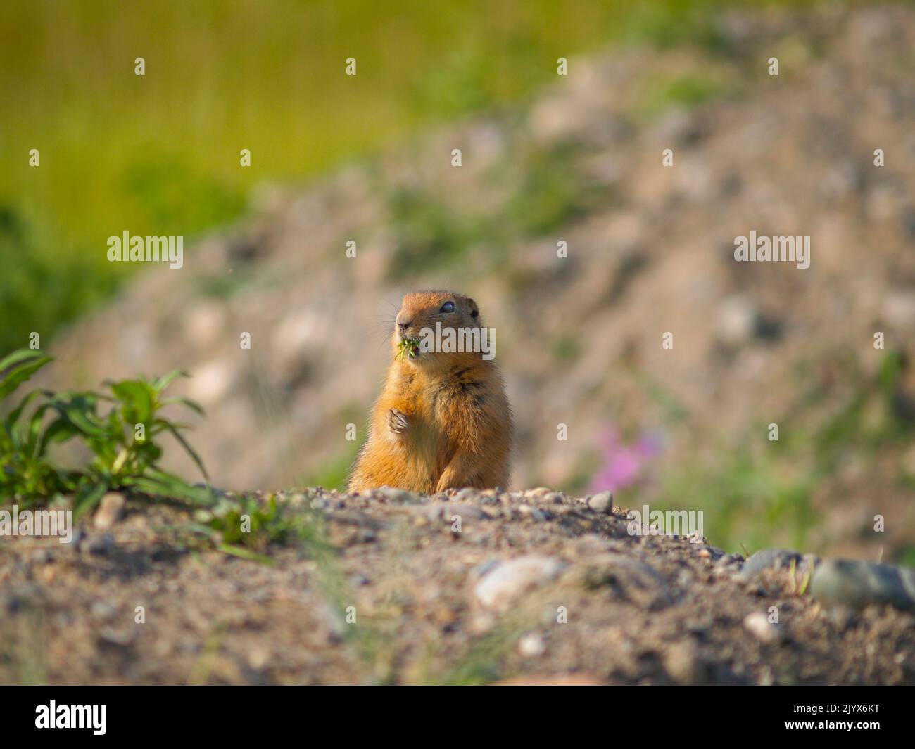 Ground squirrel or chipmunk behind mound of earth with greenery in ...