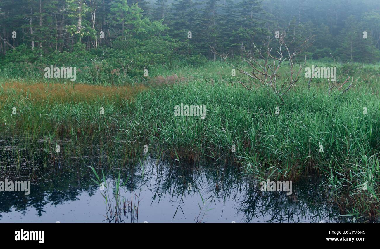 morning foggy natural landscape, swamp with sedge in the forest Stock ...