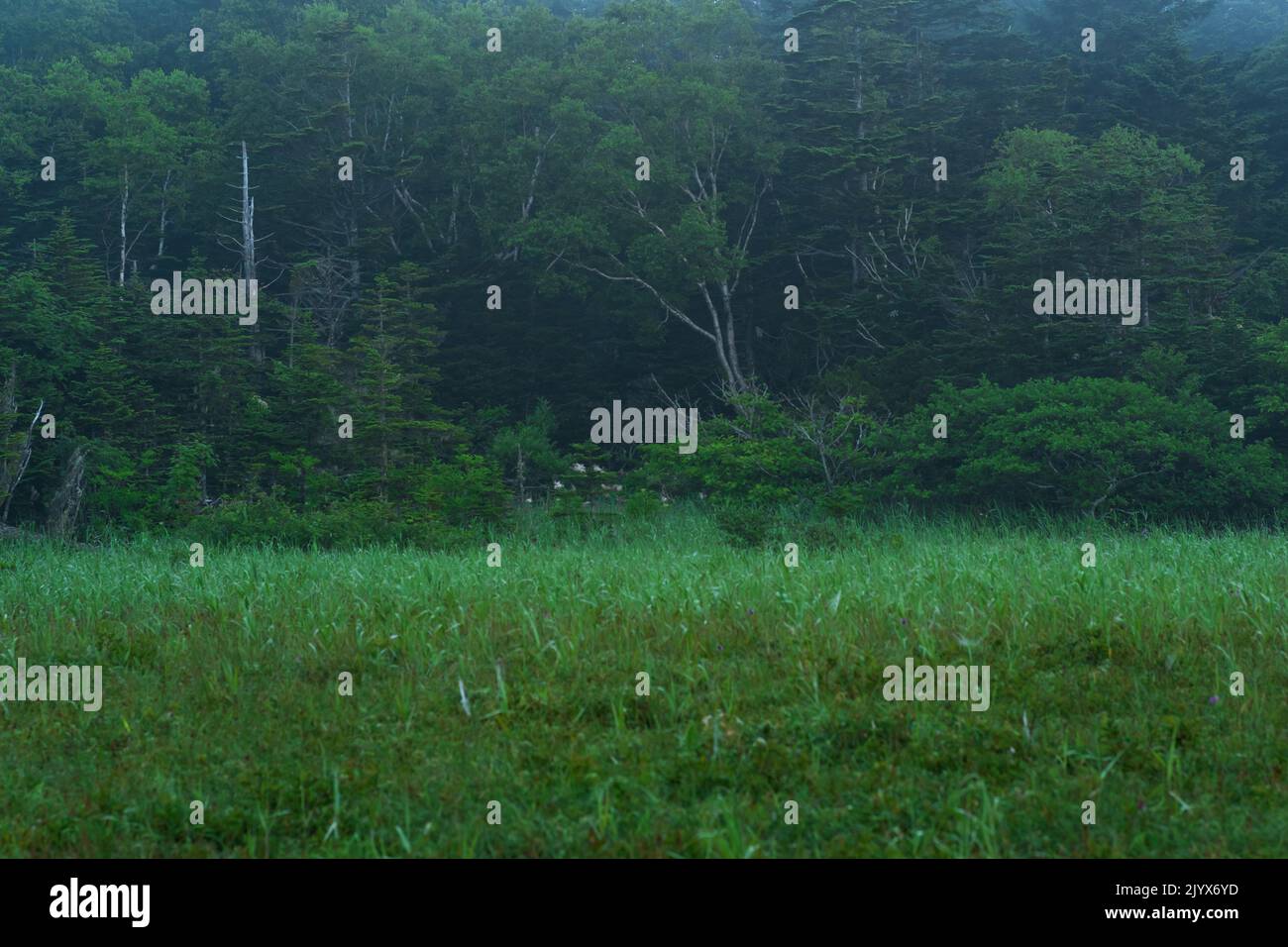 twilight morning forest edge in the fog, natural landscape Stock Photo ...