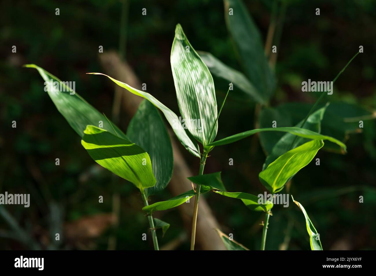 fresh leaves of young broad-leaf bamboo sasa Stock Photo - Alamy