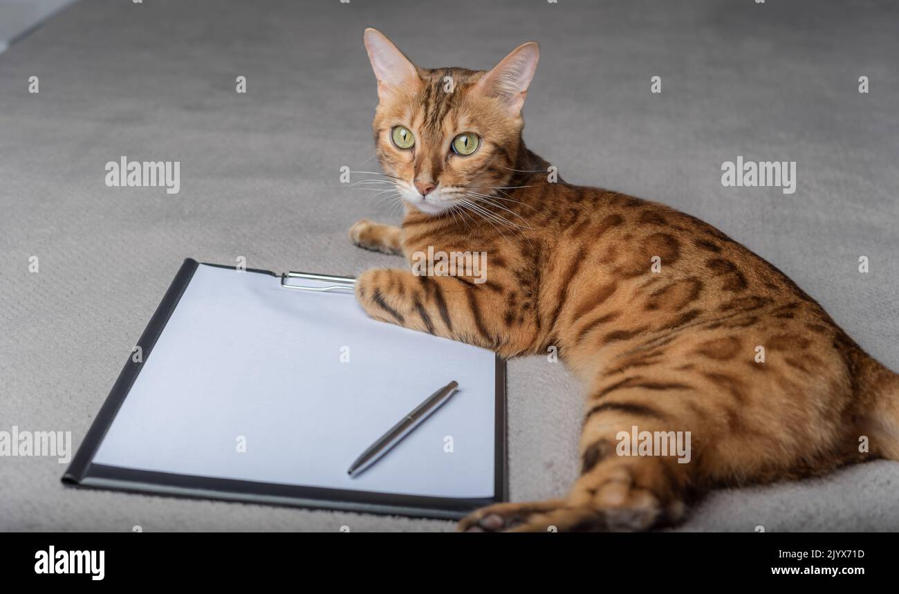 A domestic cat lies next to an empty clipboard. Copy space Stock Photo ...