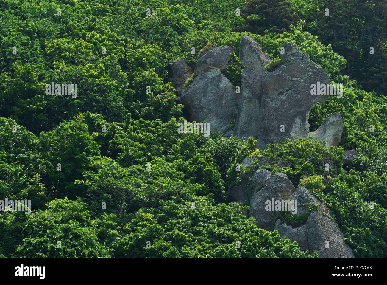background, landscape - rocks among the mountain broad-leaved forest ...