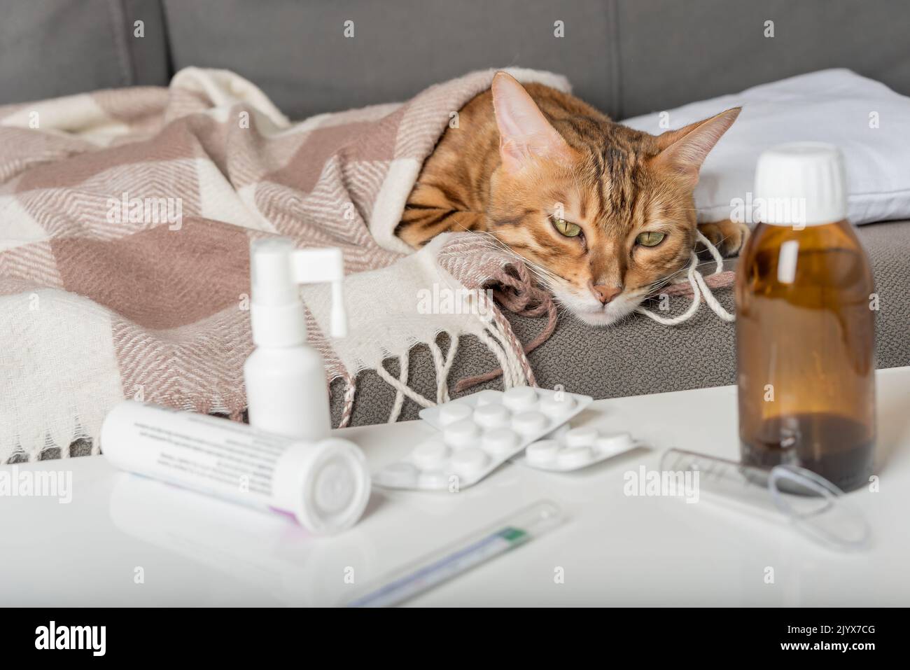 A sick cat lies on the couch, wrapped in a blanket. Bengal cat with flu ...