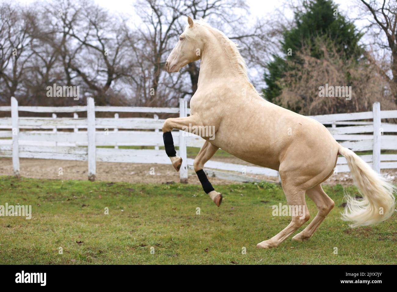 Cremello Purebred Spanish Horse