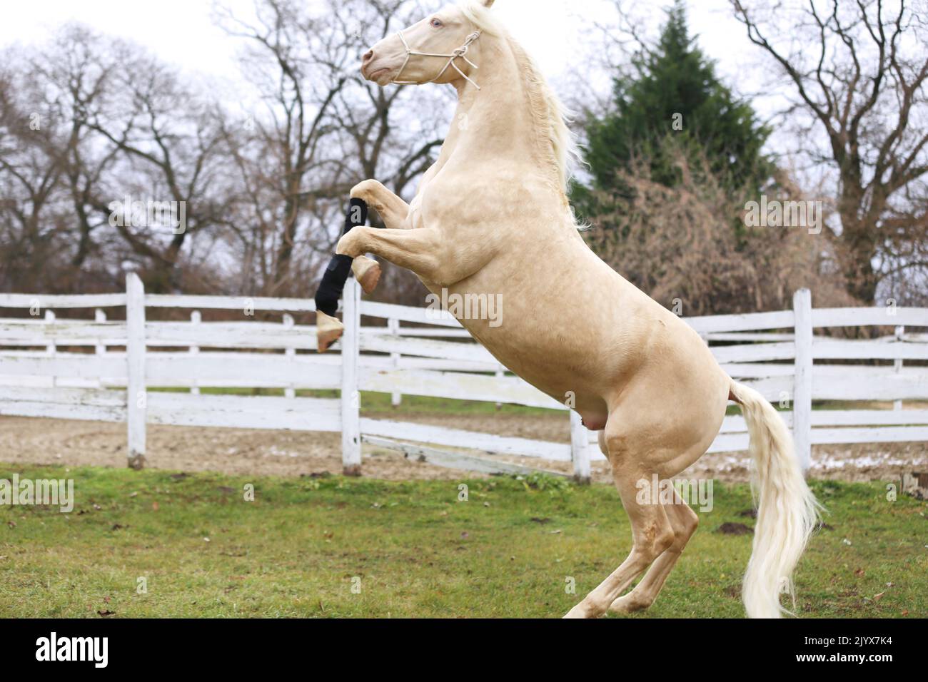 Perlino Colored Horse